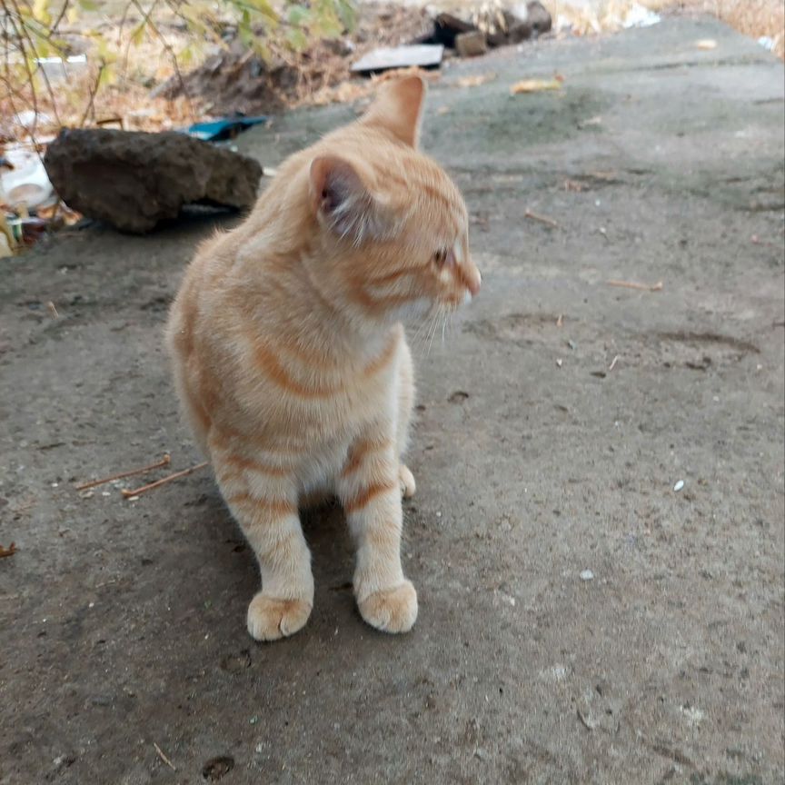 Отдам бесплатно животные