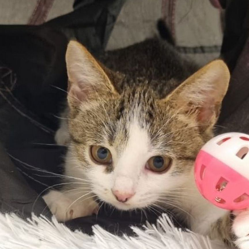 Котёнок в добрые руки