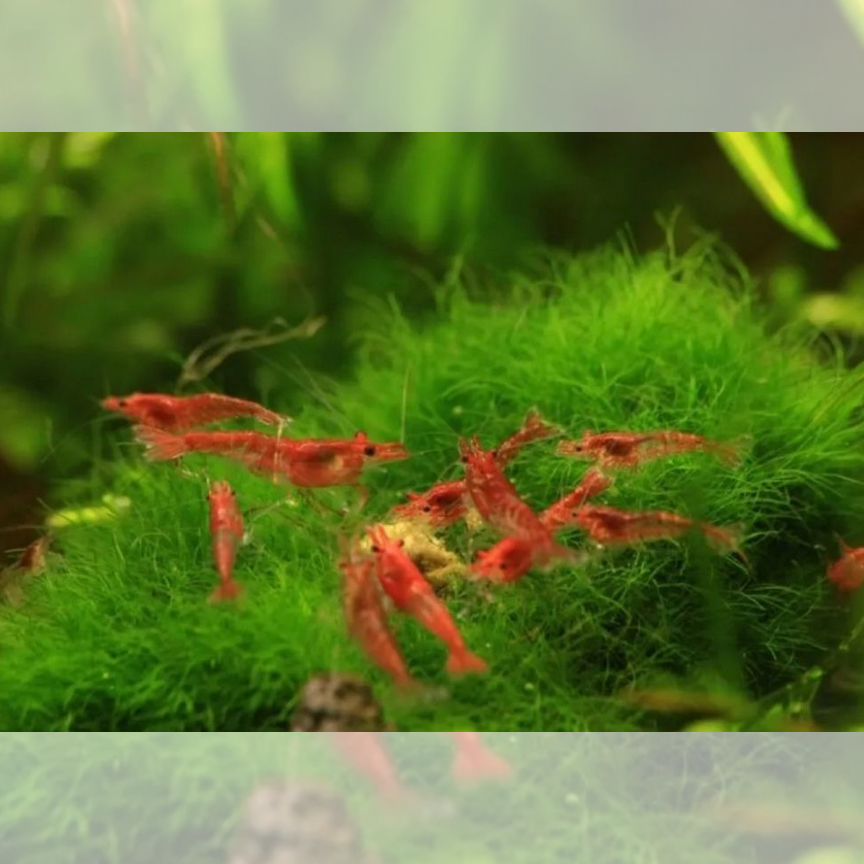 Аквариумные креветки вишенки