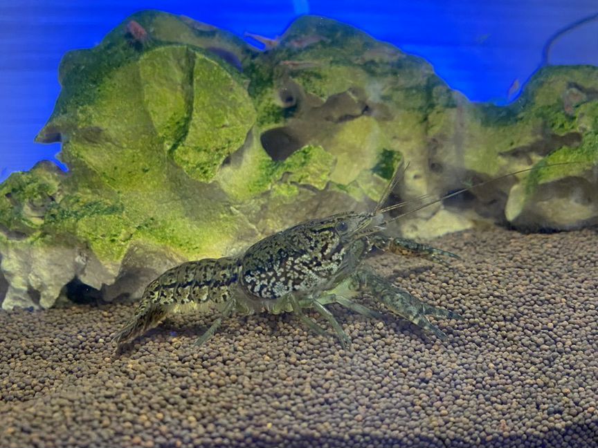 Мраморный рак