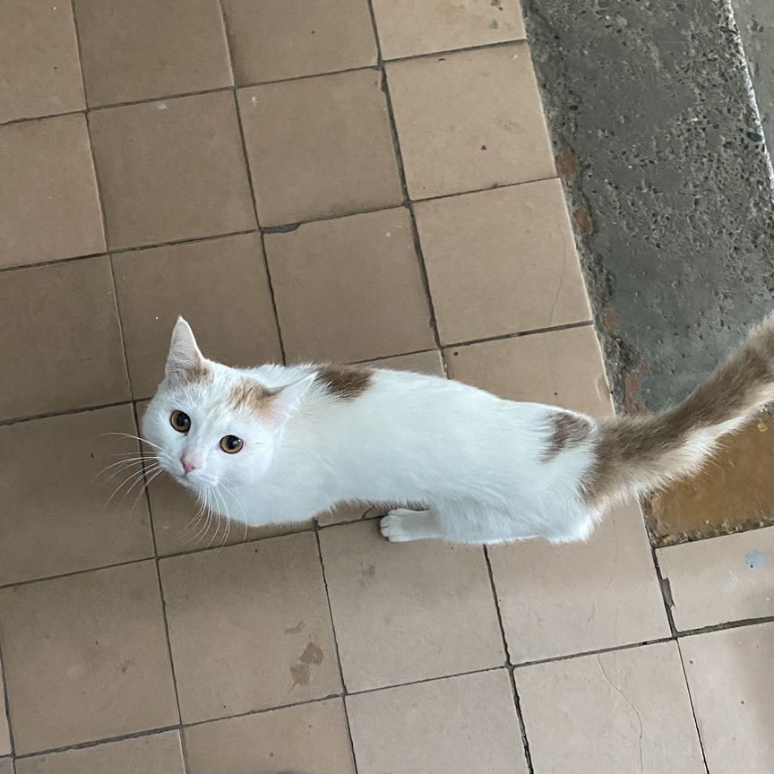 Кот в добрые руки