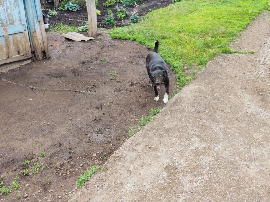 Сторожевая собака