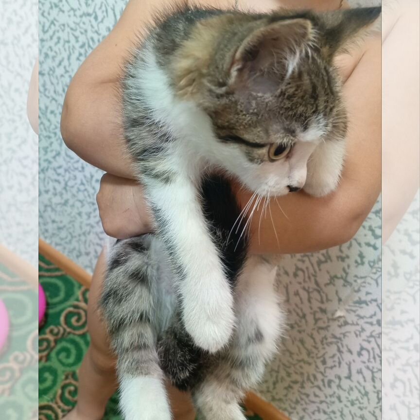 Котенок