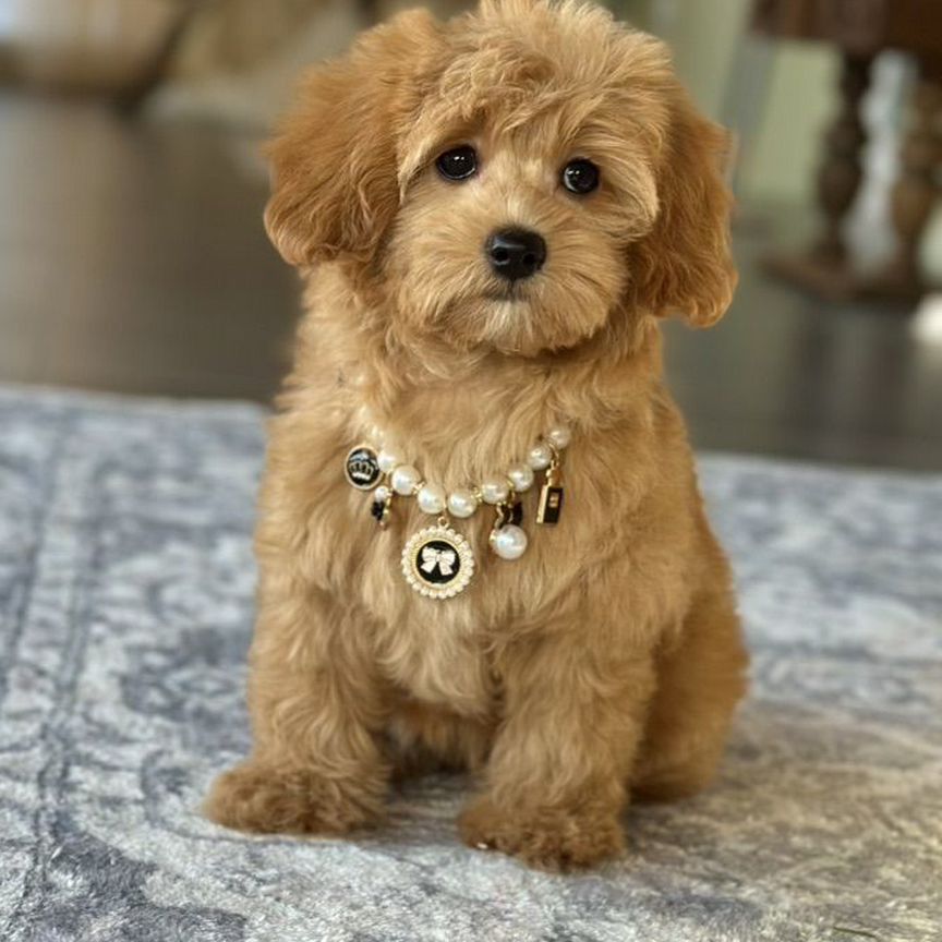 Мальтипу, щенок