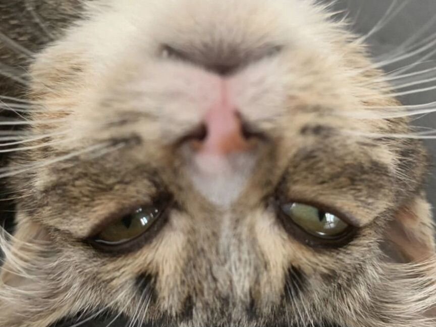Котенок Муся