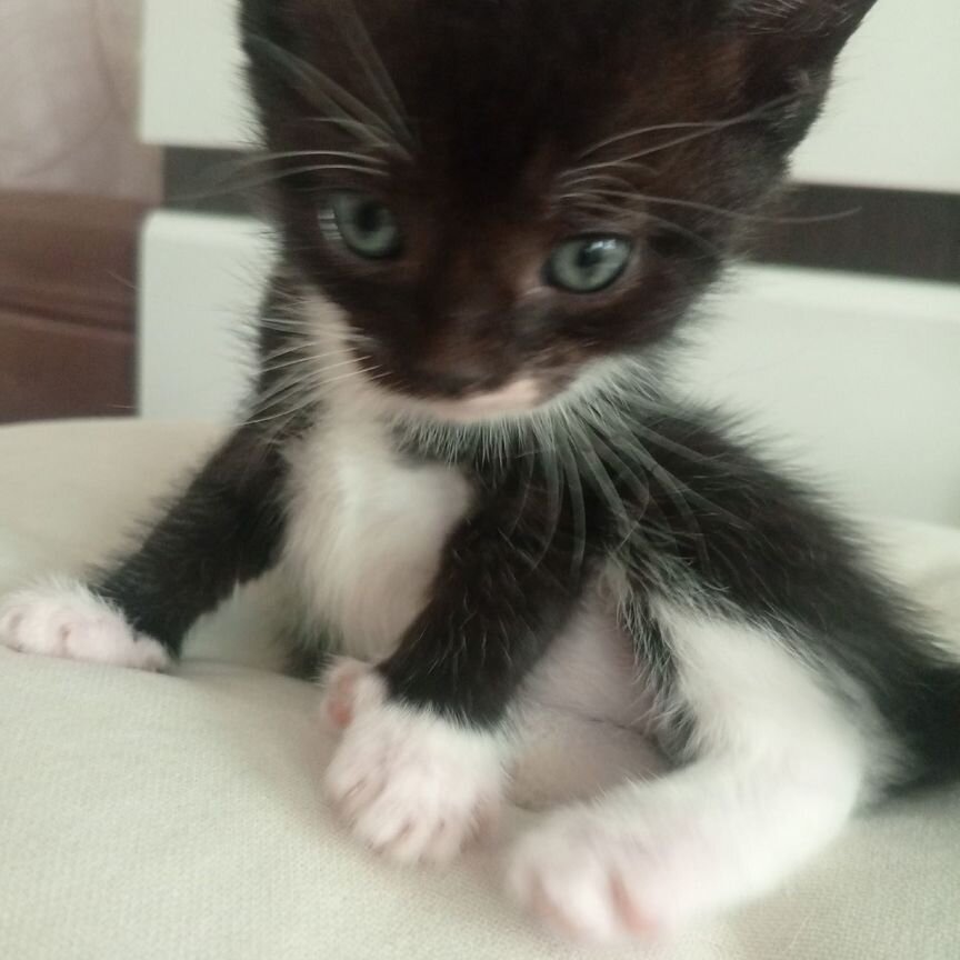 Котёнок в добрые руки