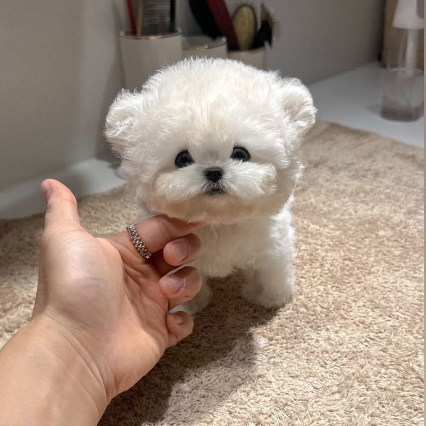 Девочка мини бишон из Кореи