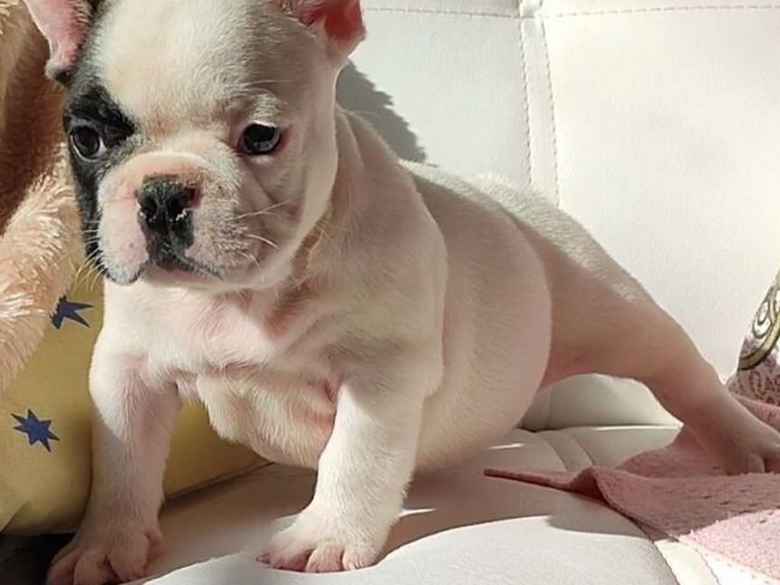 Настоящий блондин РКФ