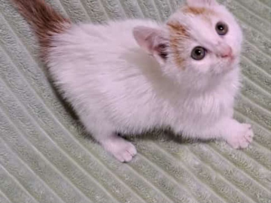 Котëнок ищет дом