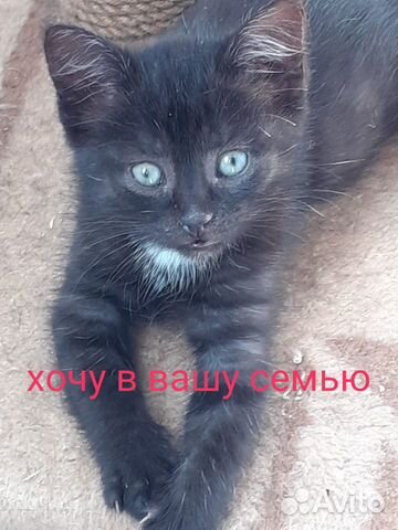 Котёнок славик, 2 мес., черного окраса с проседью