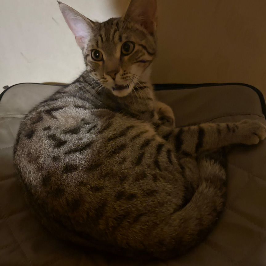 Саванна котёнок