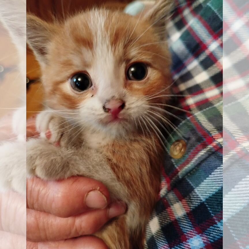 Рыжий котик