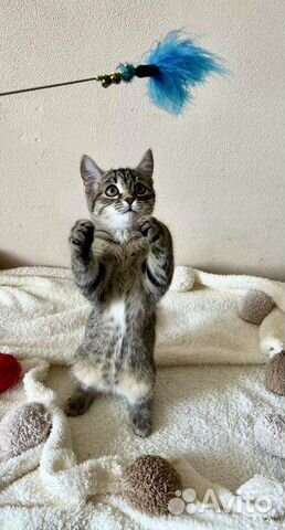 Котенок Асенька (3,5 мес) очень ручная девочка