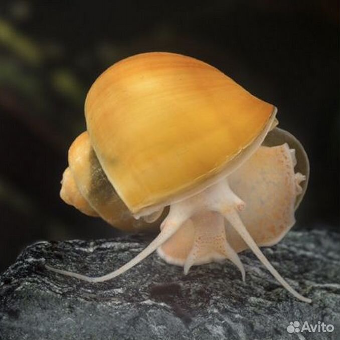 Улитка Ампулярия Отдам