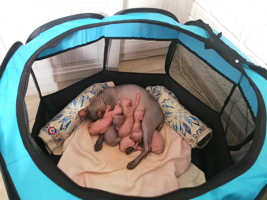 Канадский сфинкс котенок