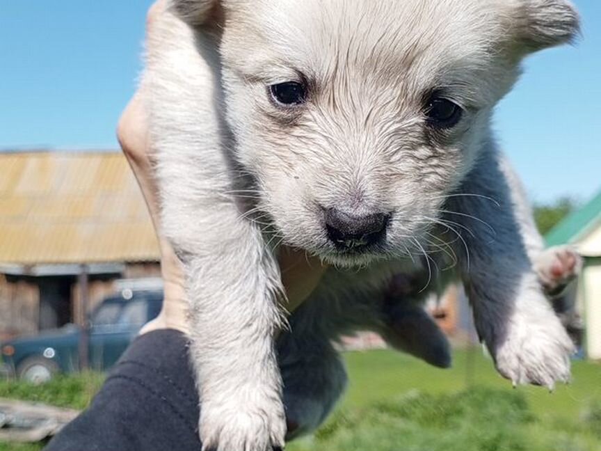 Щенок в добрые руки