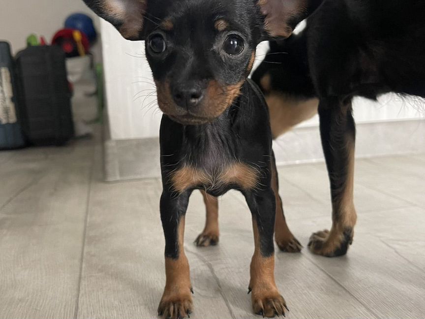 Щенки русский той-терьер