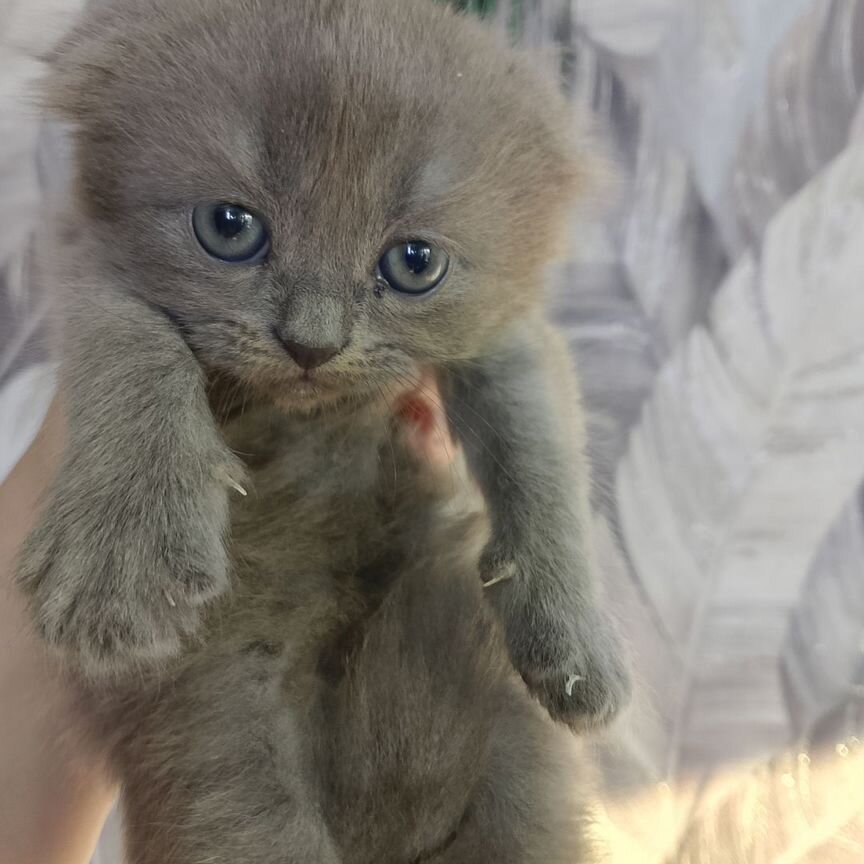 Шотландская