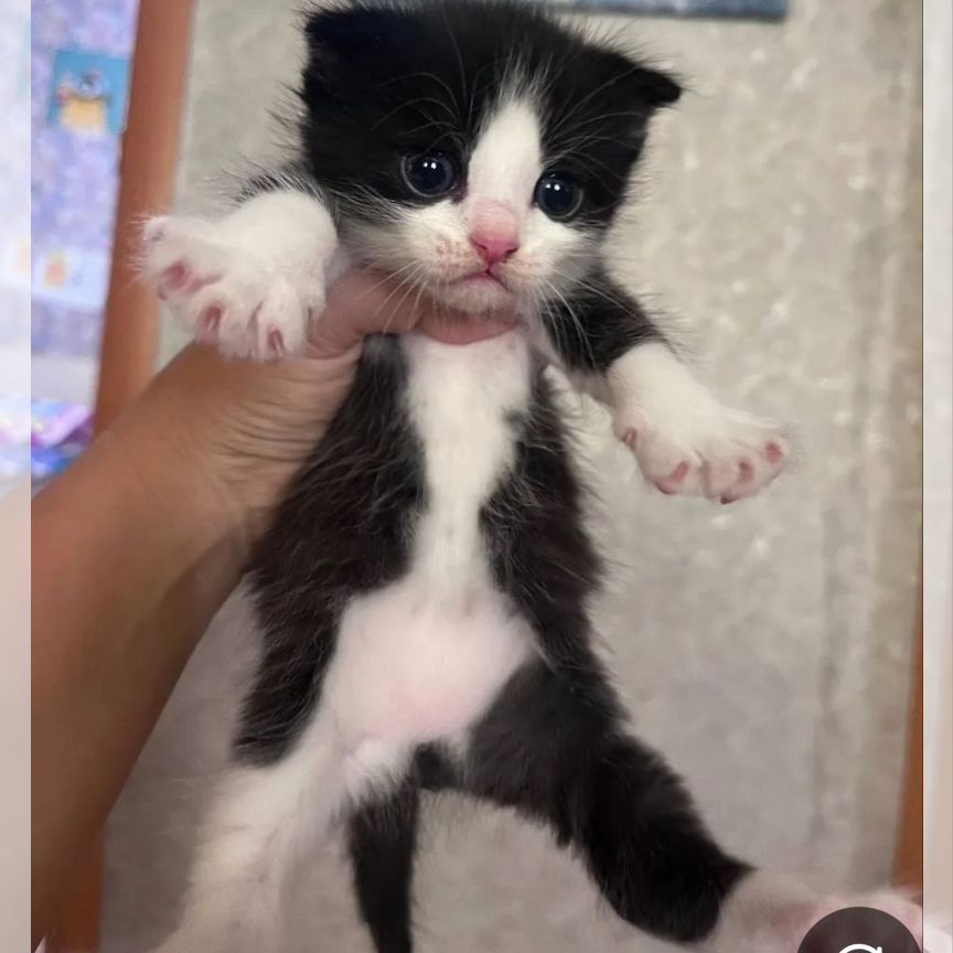 Шотландский вислоухий короткошёрстный котёнок