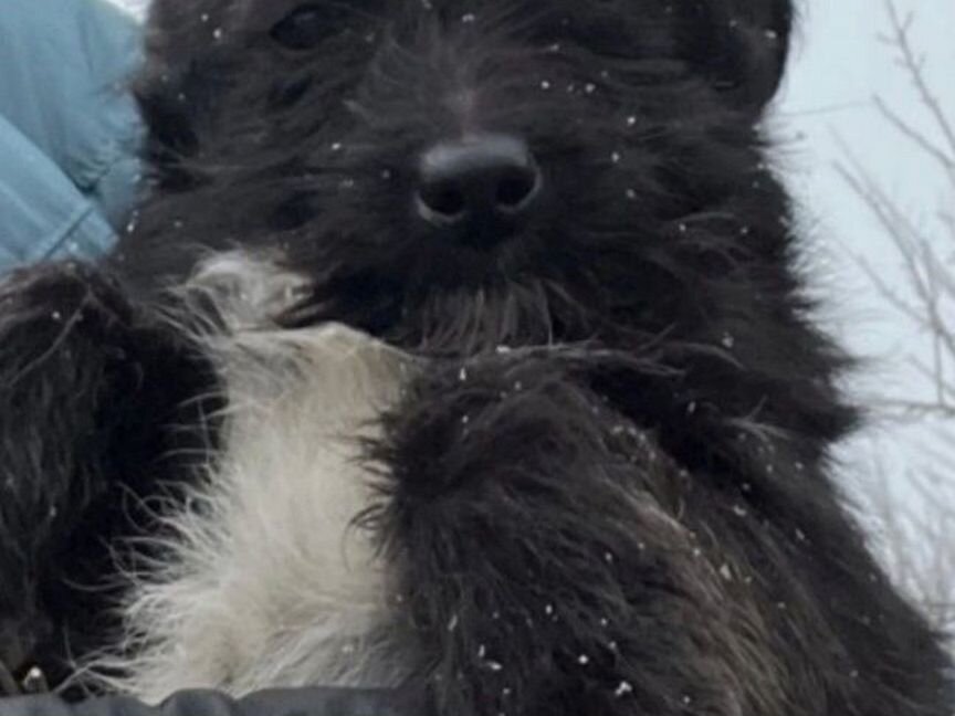 Щенок девочка бесплатно в добрые руки