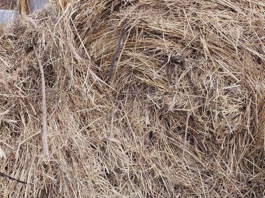 Сено на подстилку