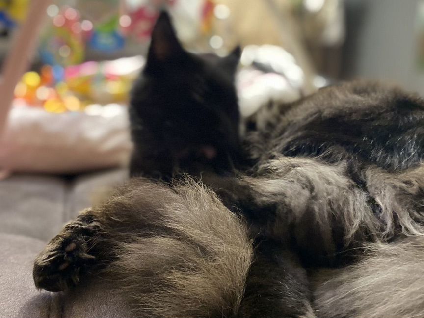 Мейн-кун черный дым