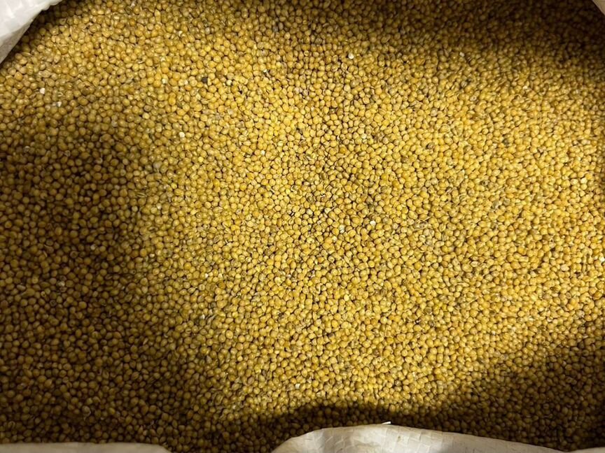 Зерно чумизы