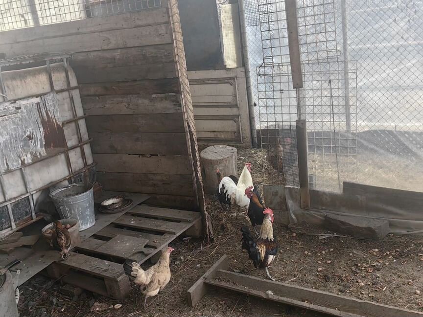 Петухи карликовые