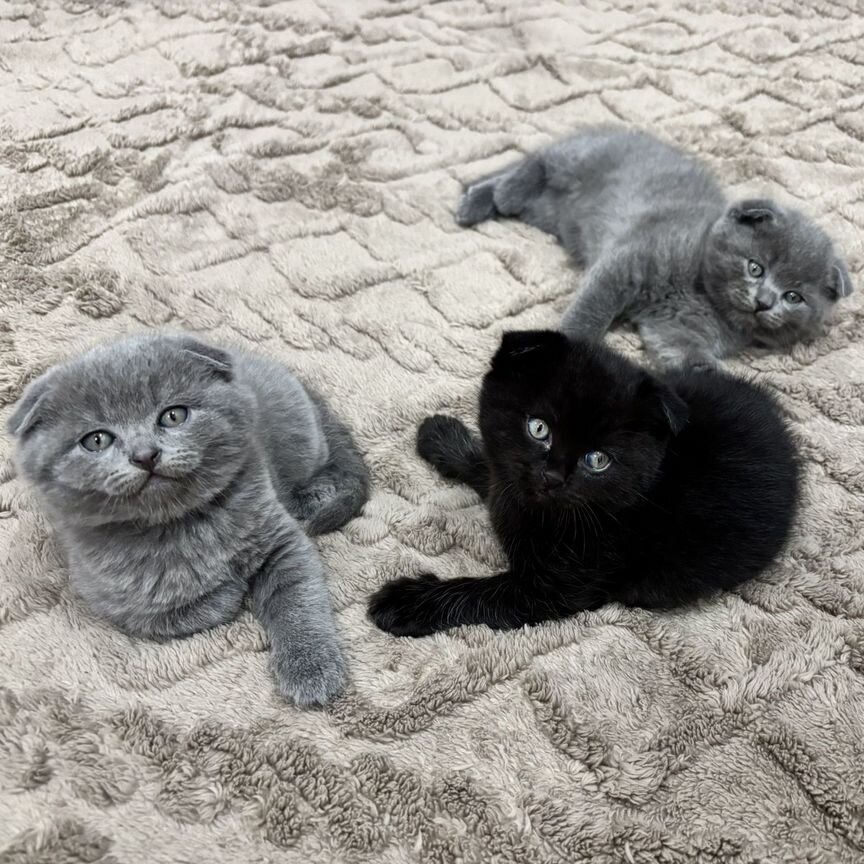 Шотландский вислоухий короткошёрстный котёнок
