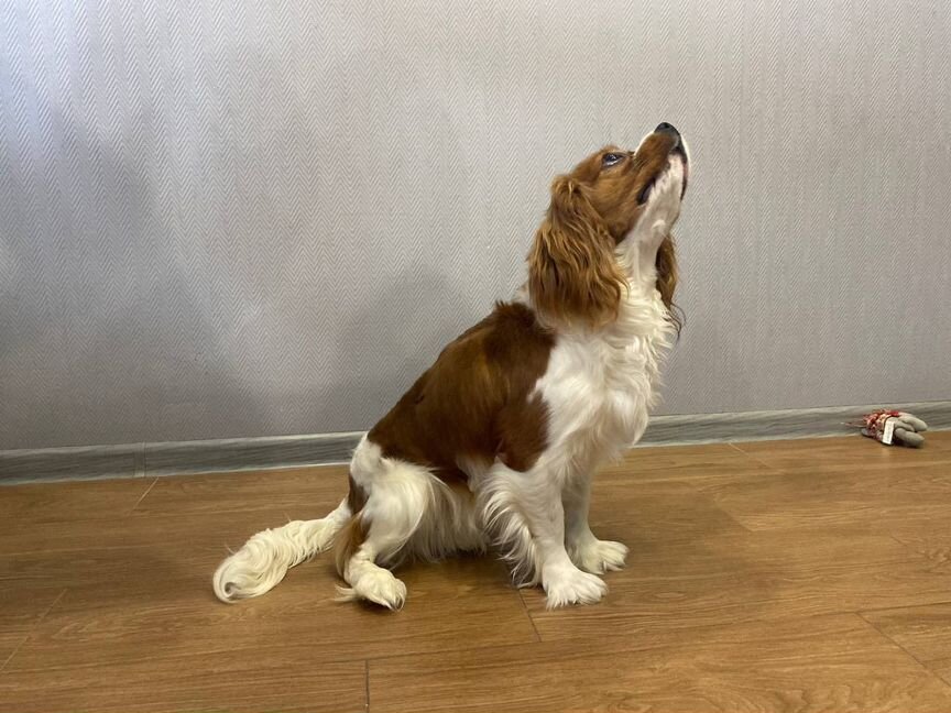 Кинг чарльз спаниель