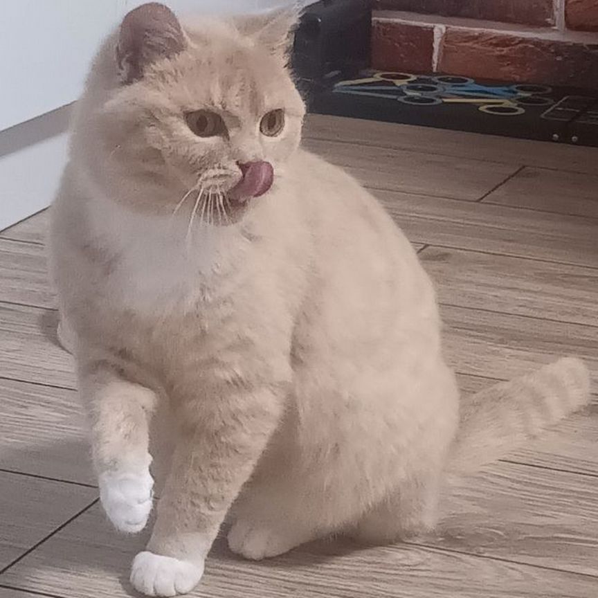 Взрослый кот в добрые руки