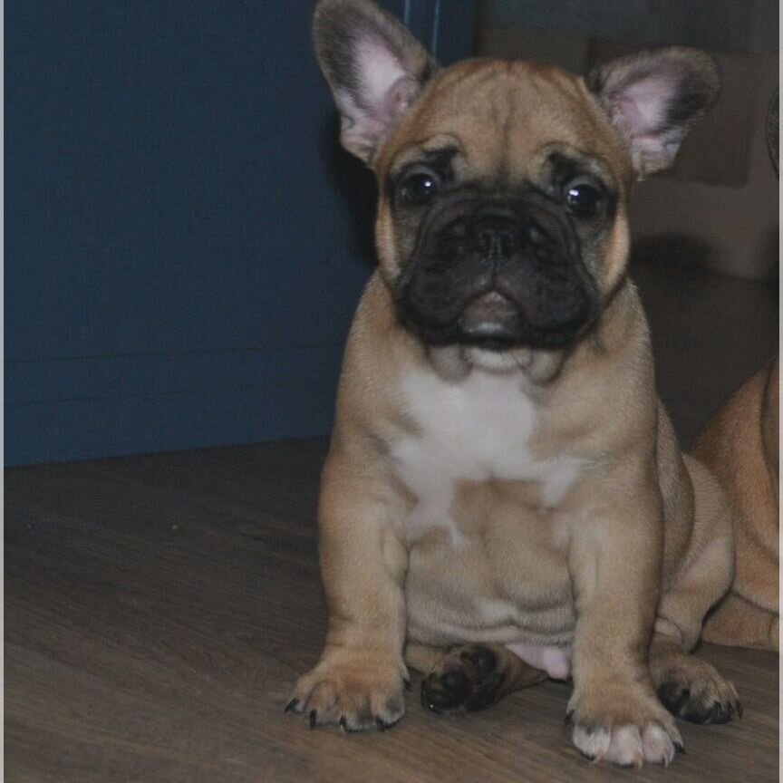 Французский бульдог, щенок