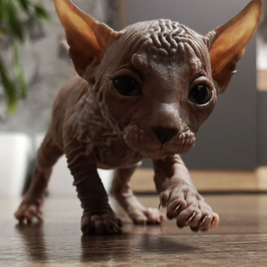 Донской сфинкс котёнок