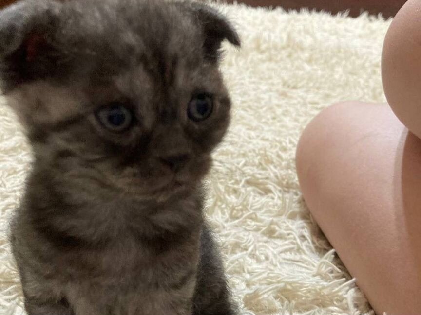 Шотландские котята