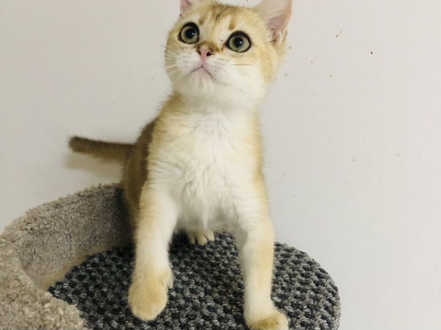 Котята золотая шиншилла
