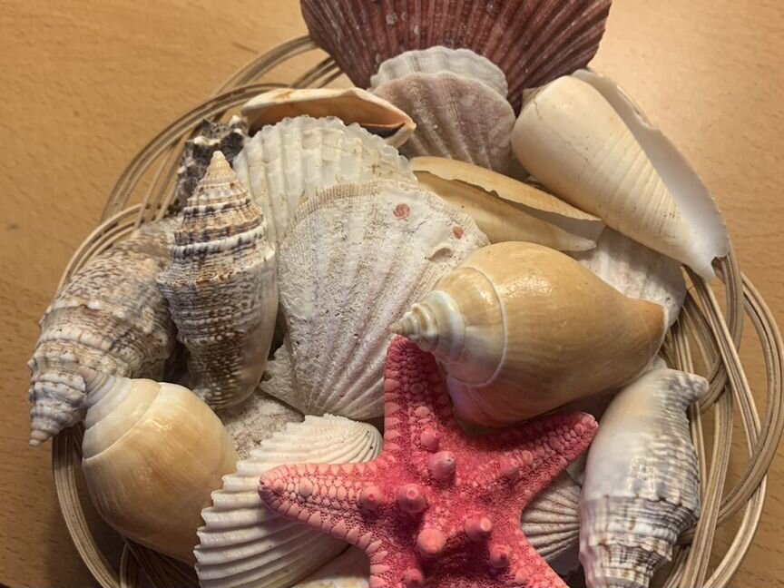 Морские ракушки раковины