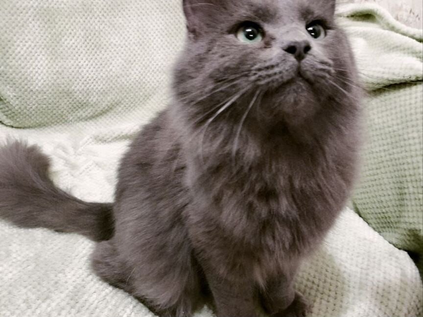 Ласковый котишка в добрые руки