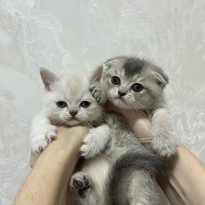 Шотландская