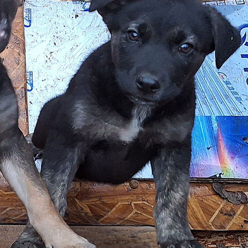 Щенки начало жизни