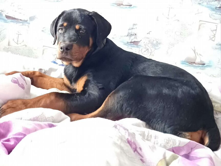 Вязка ротвейлера