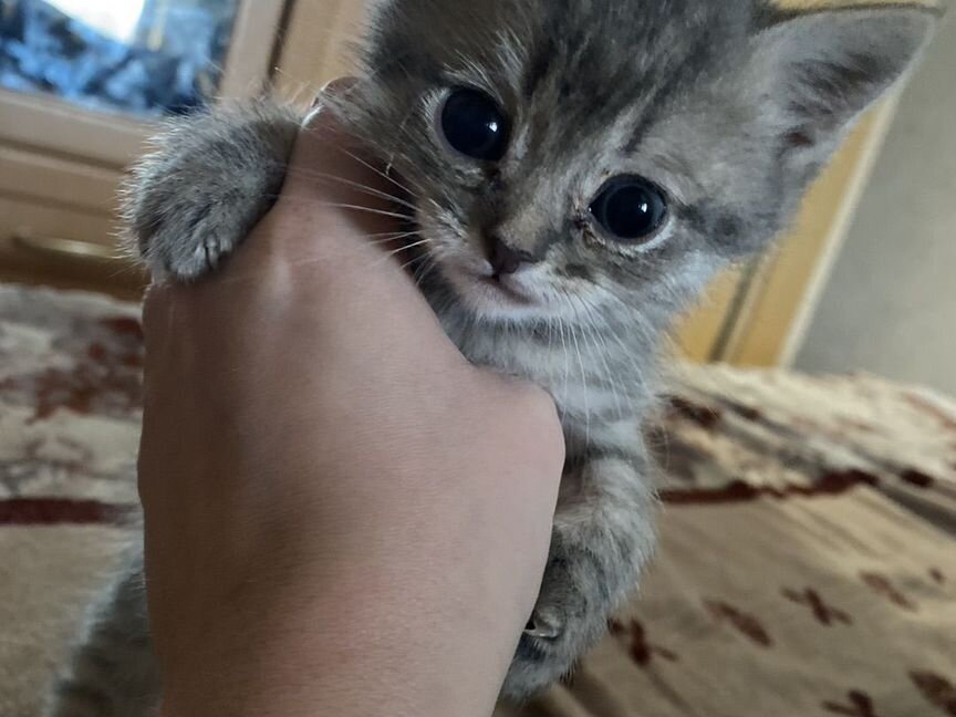 Котенок. Британец короткошерстный