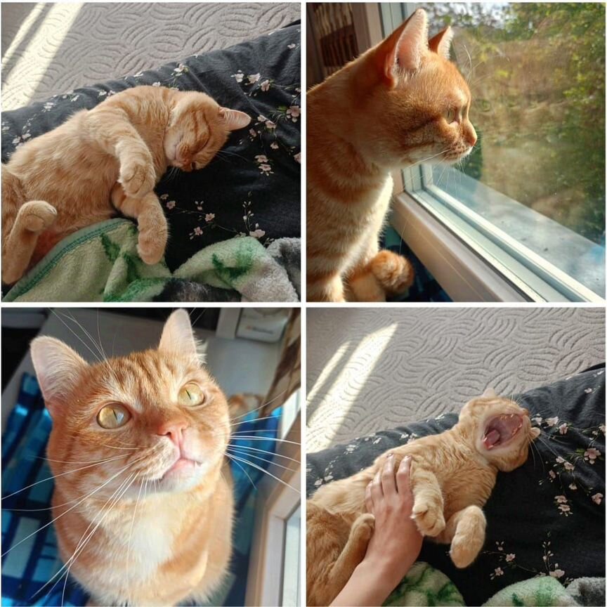 Ласкуша, добрейший кот