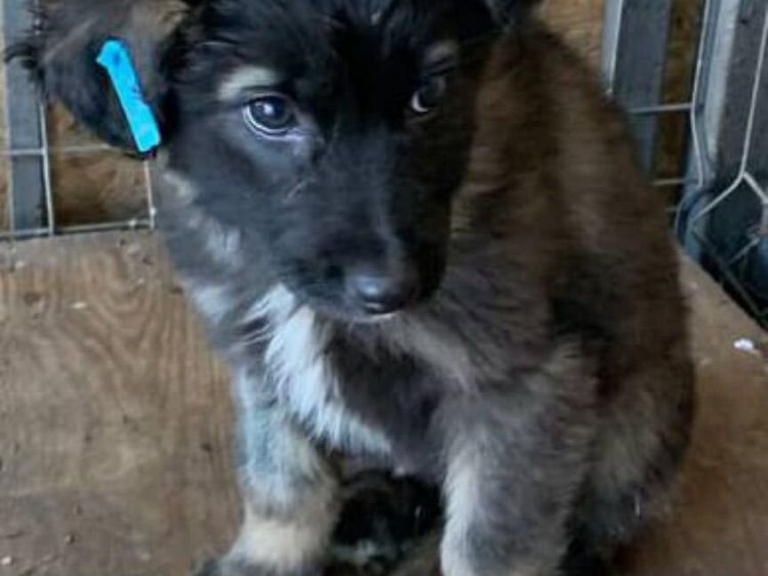 Щенки в частный дом