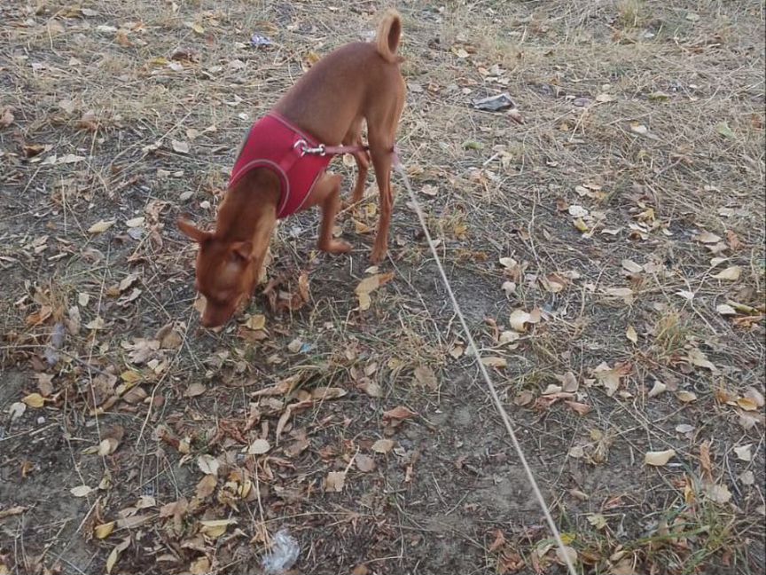 Вязка той-терьер девочка