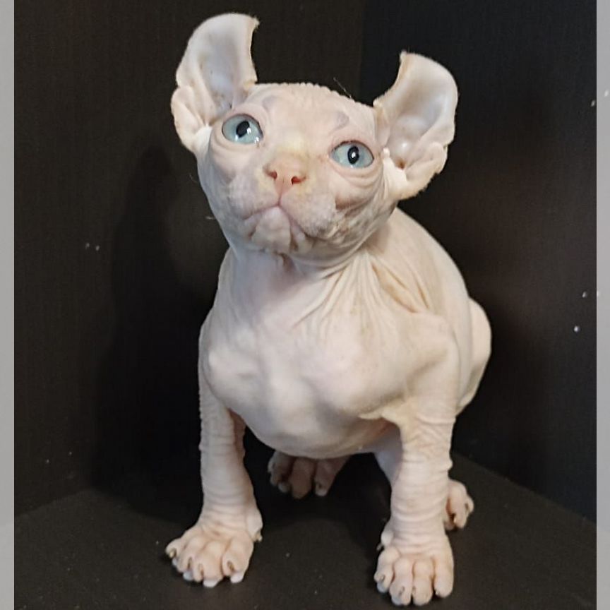 Девочки - эльфочки