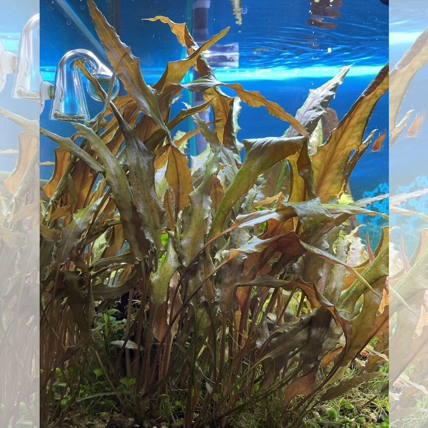 Аквариумное растение криптокорина