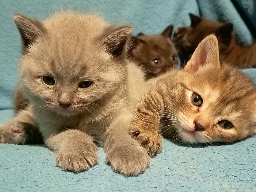 Котятки