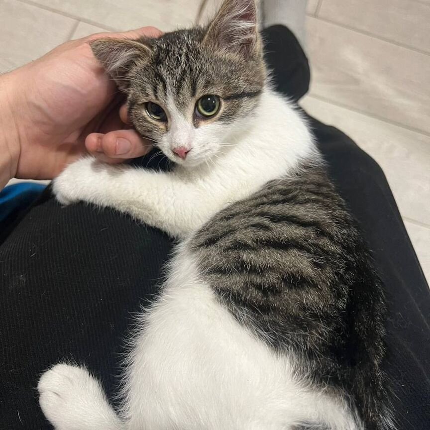 Отдам приученых к лотку котят
