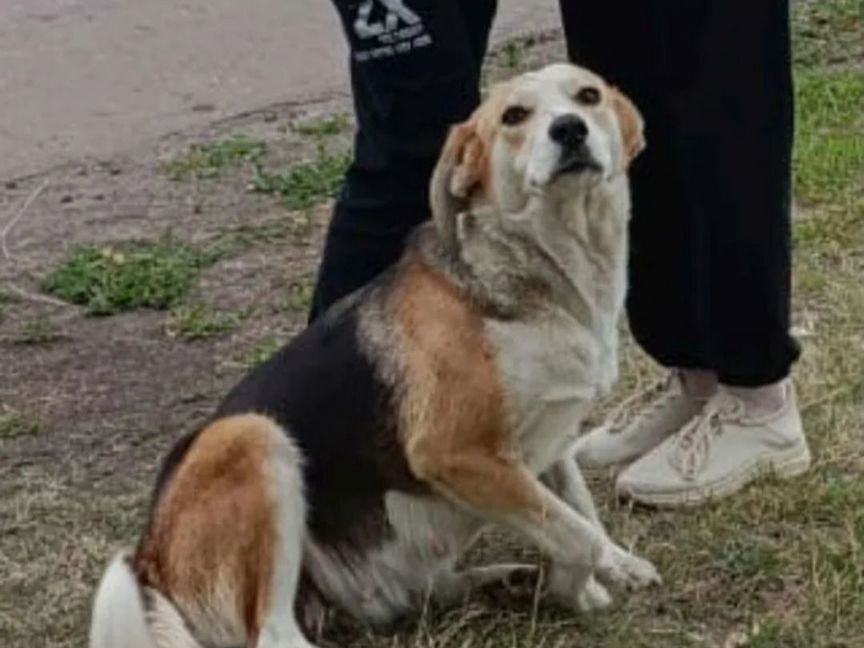 Гоняют. Пришла в деревню. С щенками