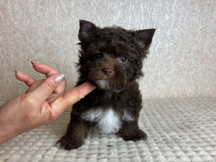 Щенок цветного йорка (мальчик )